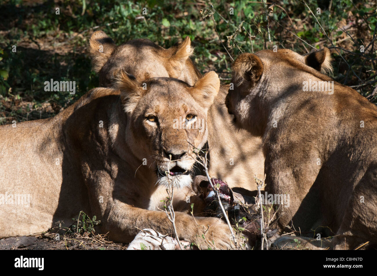 Lion pride eating prey (Panthera leo), Savute Channel, Linyanti ...