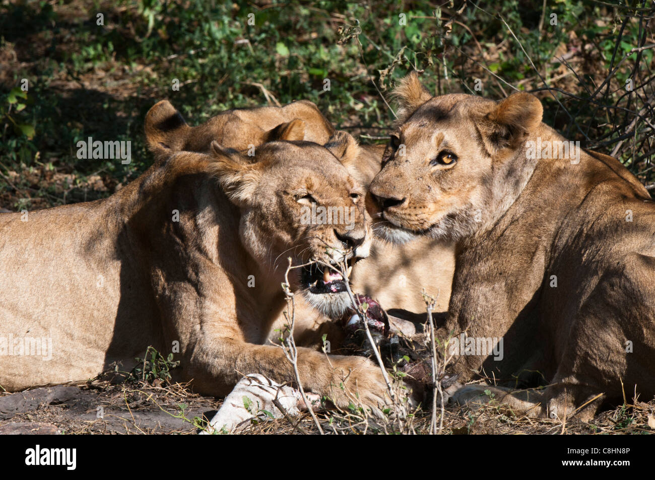 Lion pride eating prey (Panthera leo), Savute Channel, Linyanti ...