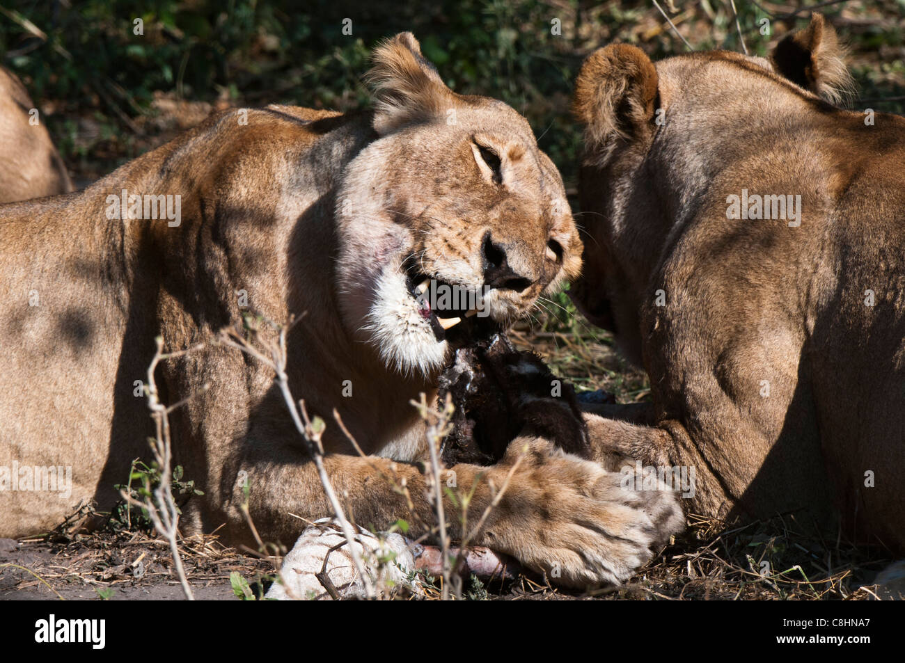 Lion pride eating prey (Panthera leo), Savute Channel, Linyanti ...