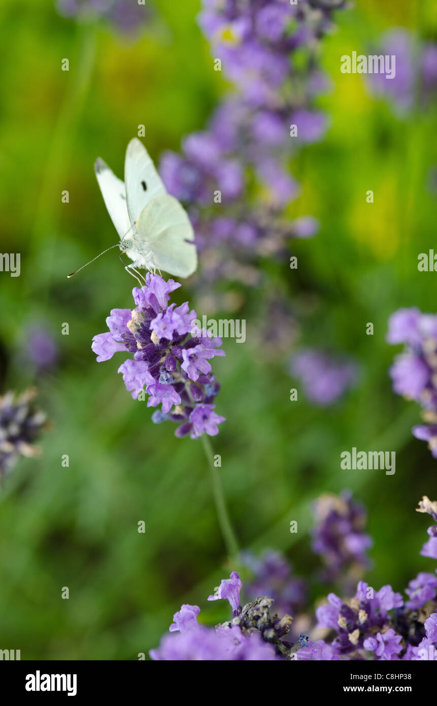 Lavender with butterfly hi-res stock photography and images - Alamy