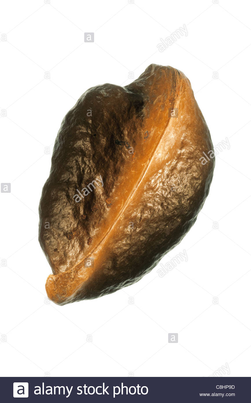 Mangrove Seed Stock Photos & Mangrove Seed Stock Images - Alamy