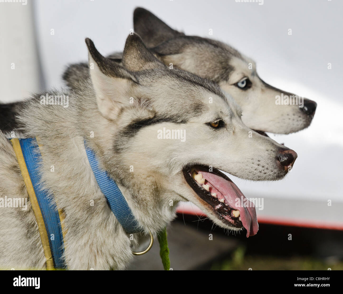 Race panting hi-res stock photography and images - Alamy