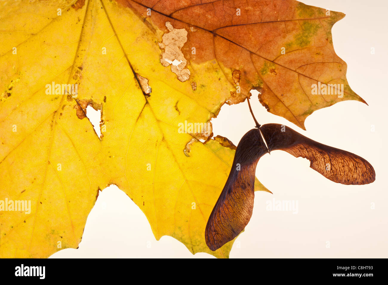 Helicopter leaf hi-res stock photography and images - Alamy