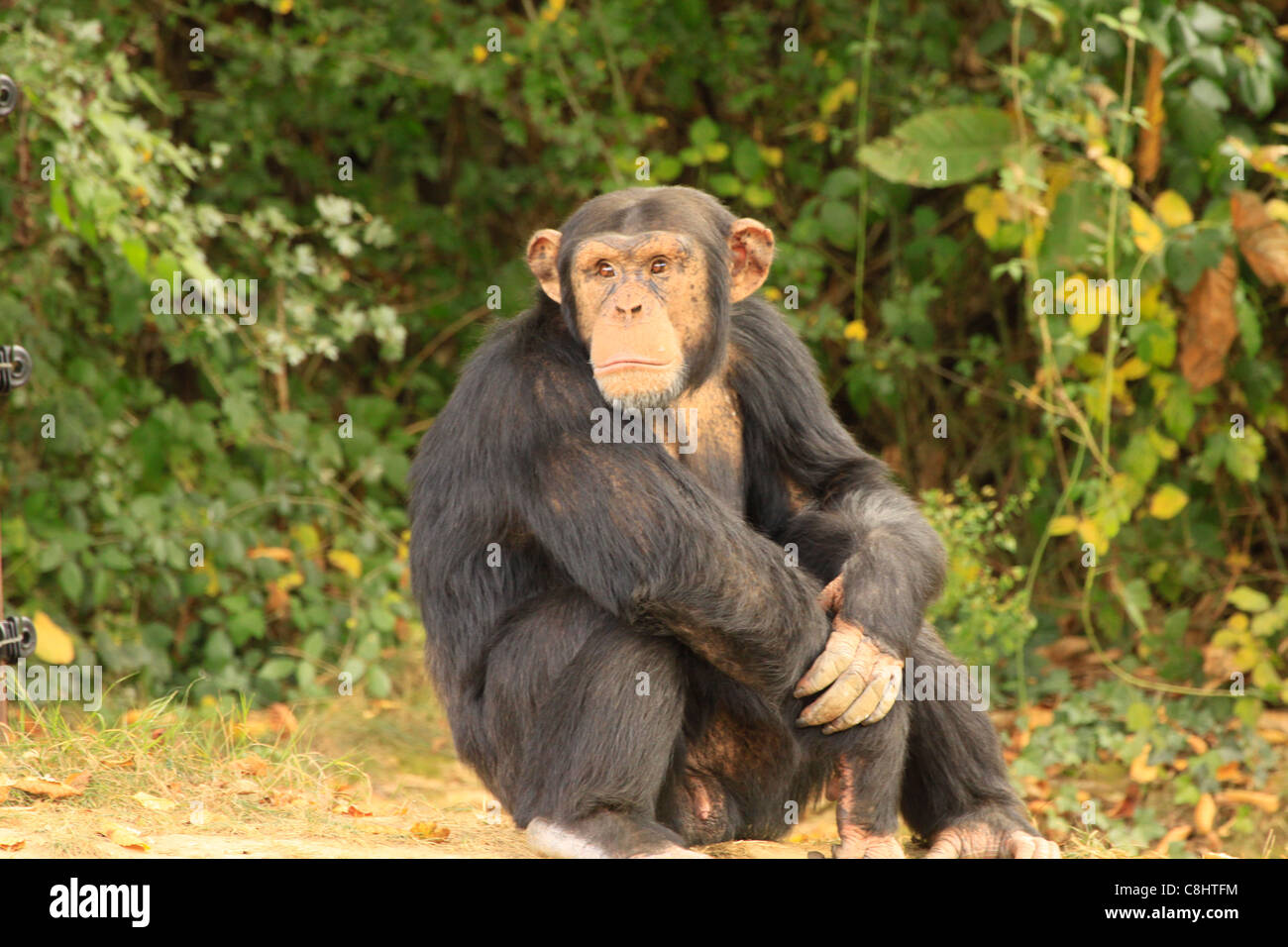 Singes hi-res stock photography and images - Alamy