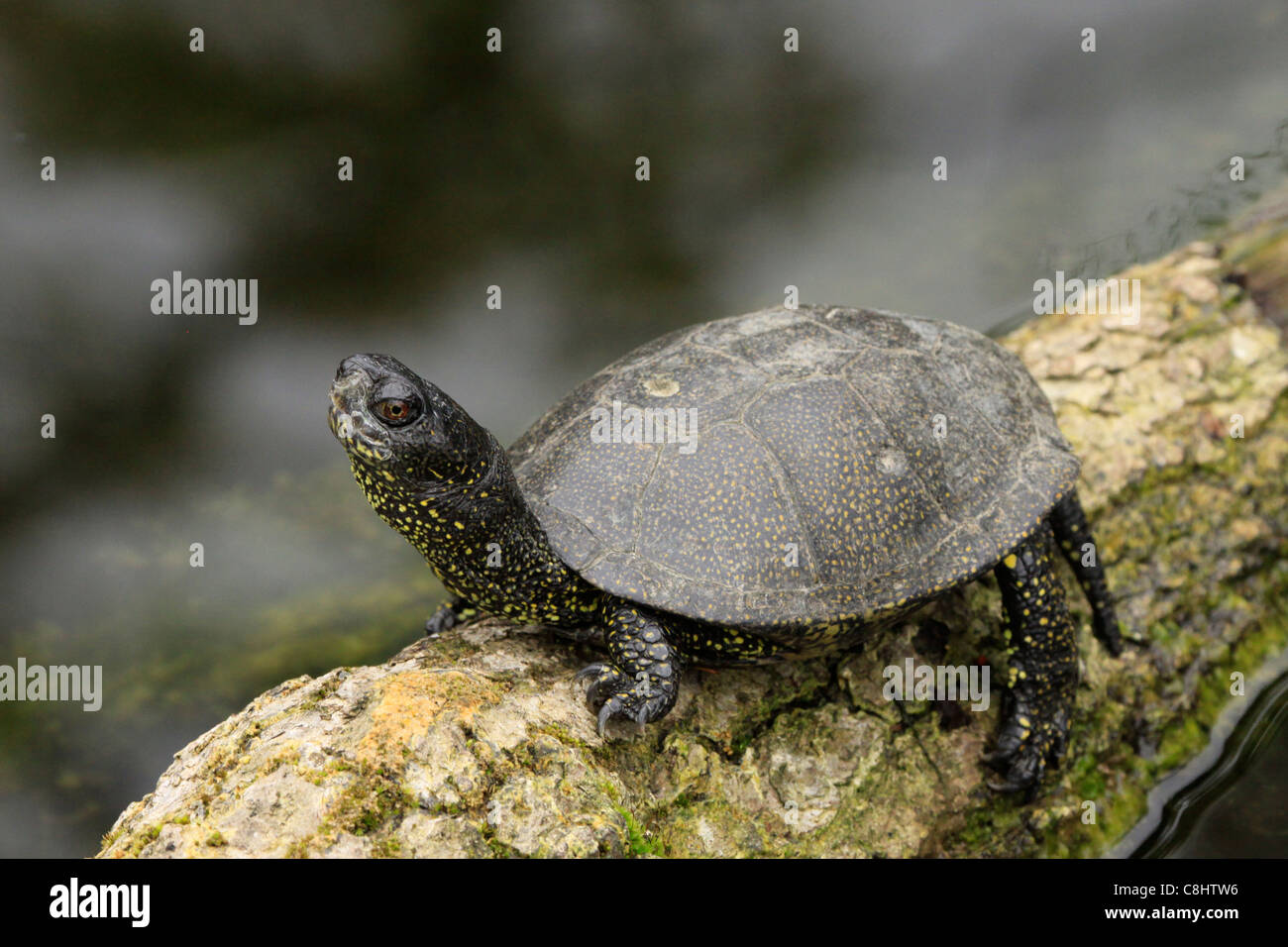 European pond terrapin hi-res stock photography and images - Alamy