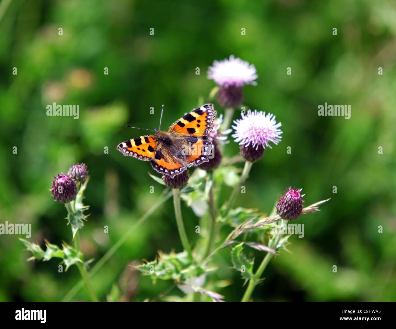 Scottish butterfly hi-res stock photography and images - Alamy