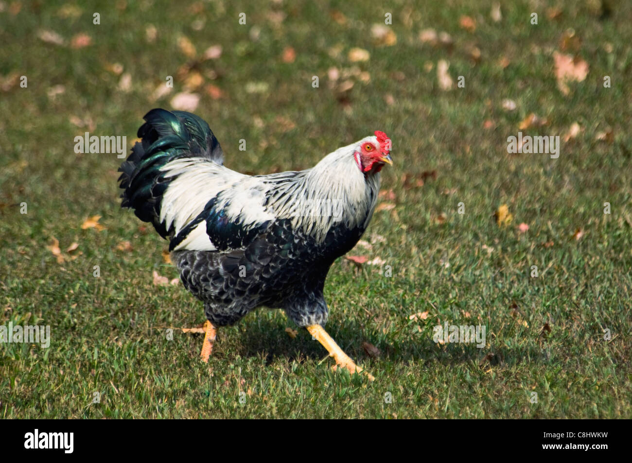 Chicken Walking through Yard Stock Photo - Alamy