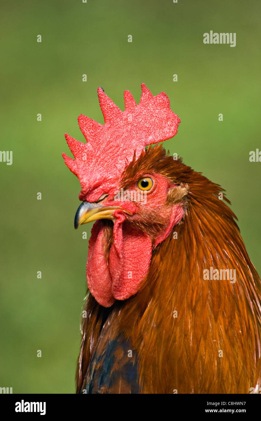 Red Rooster Portrait Stock Photo - Alamy