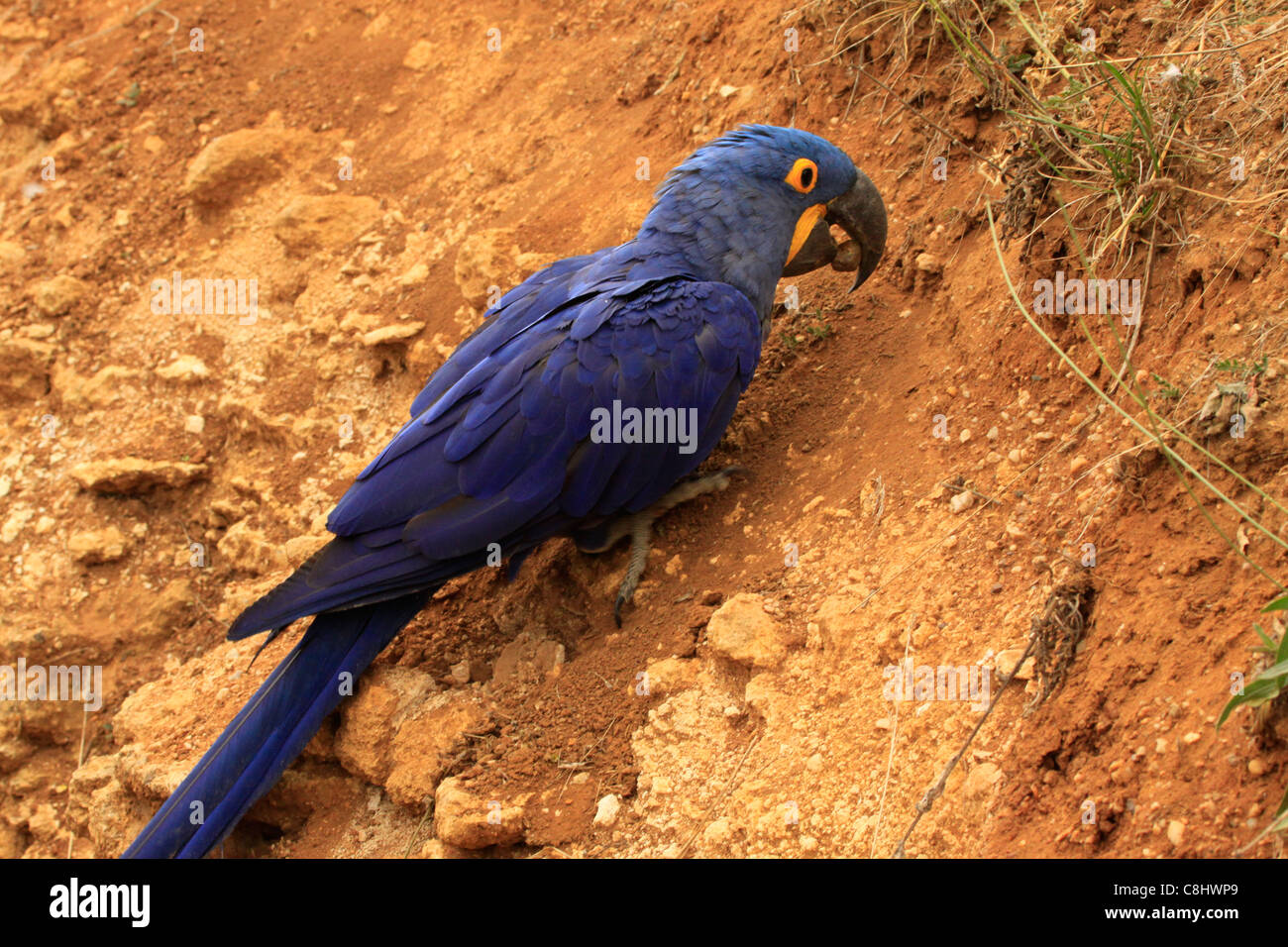 Purple hyacinth macaw hi-res stock photography and images - Alamy