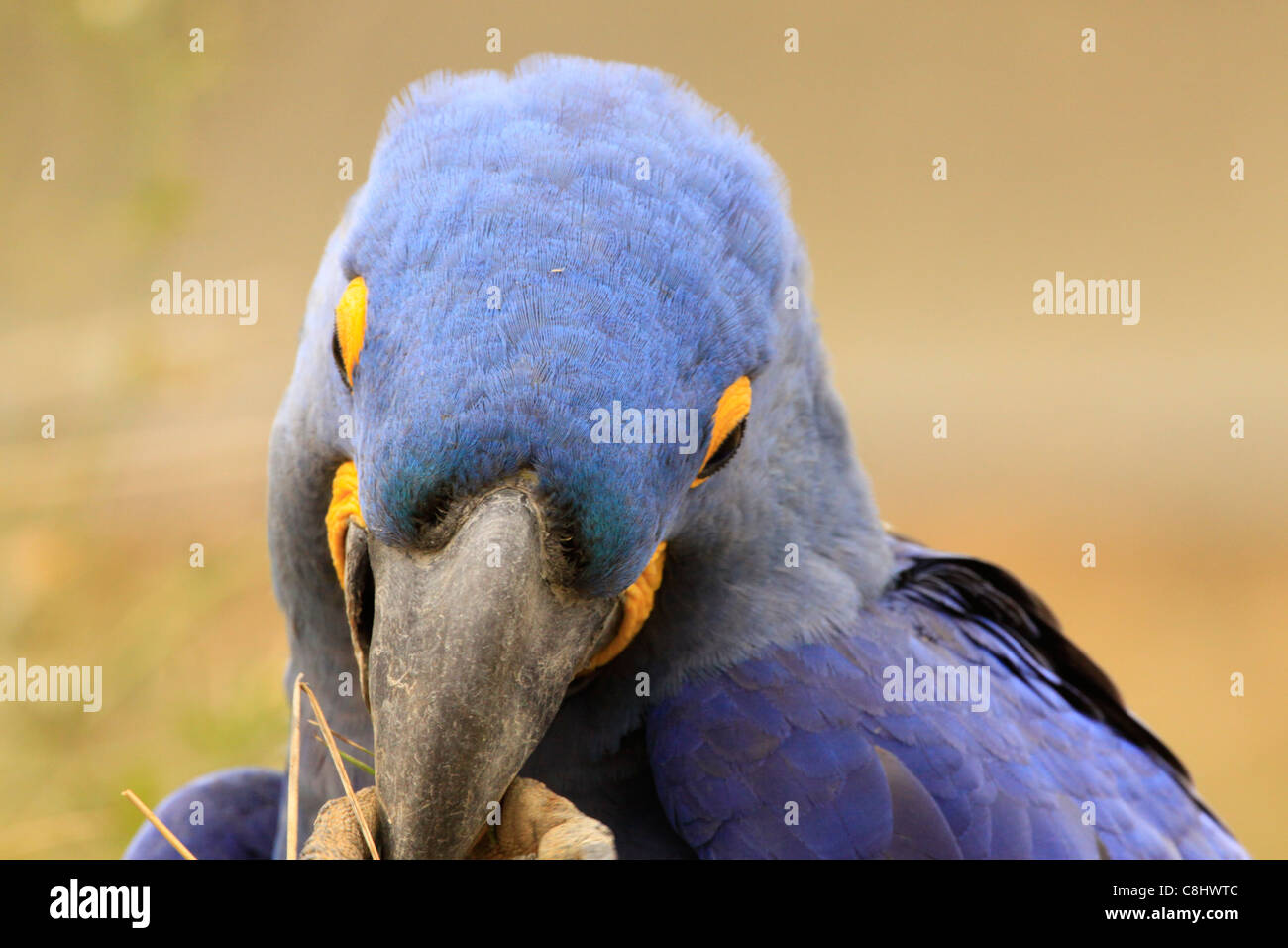 Purple hyacinth macaw hi-res stock photography and images - Alamy