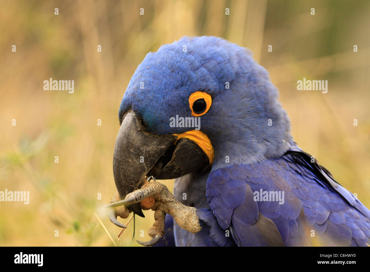 Purple hyacinth macaw hi-res stock photography and images - Alamy