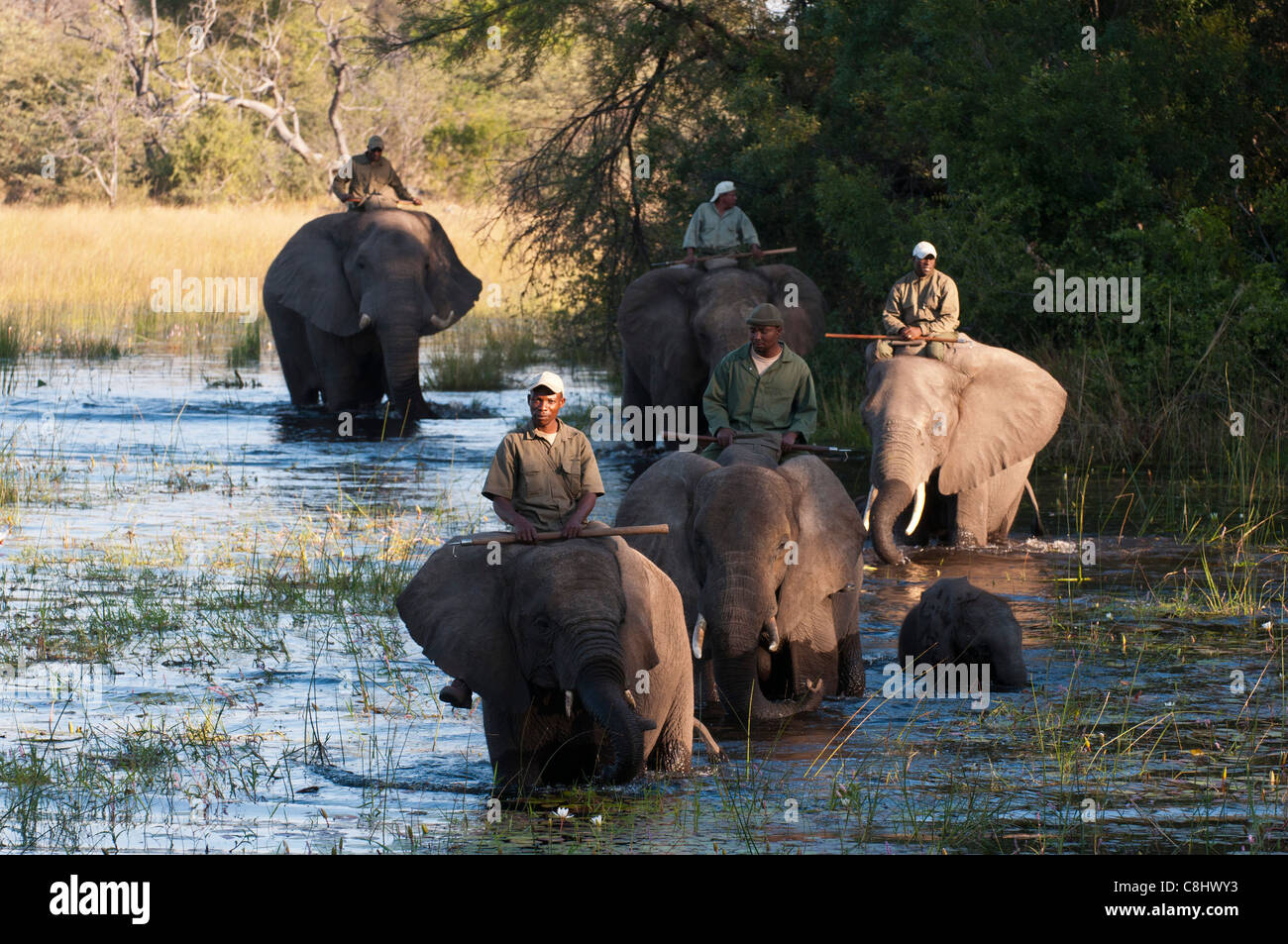 Elephant back safari, Abu Camp, Okavango Delta, Botswana Stock Photo ...