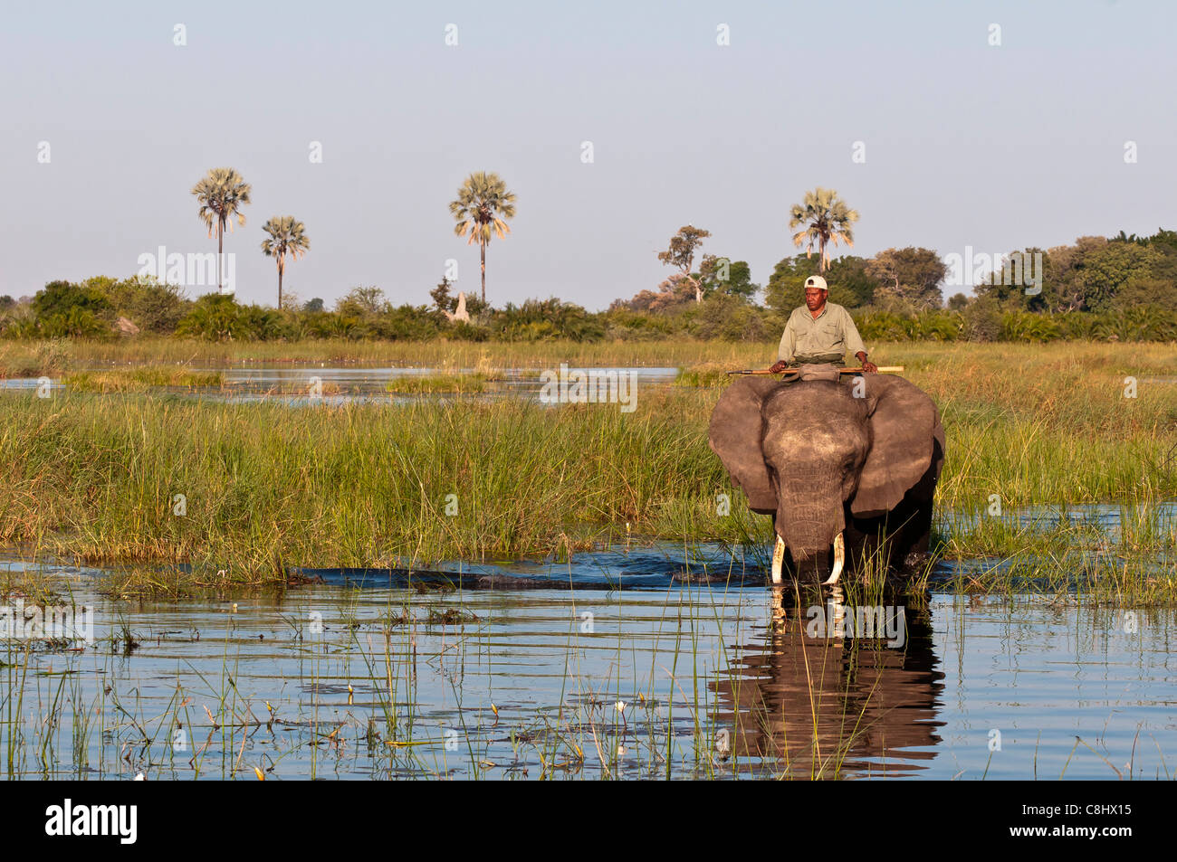 Elephant back safari, Abu Camp, Okavango Delta, Botswana Stock Photo ...