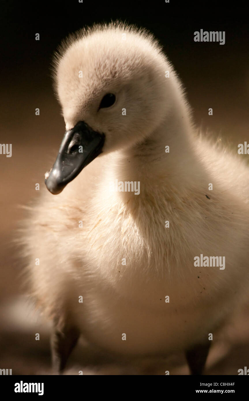 Swan and signet hi-res stock photography and images - Alamy