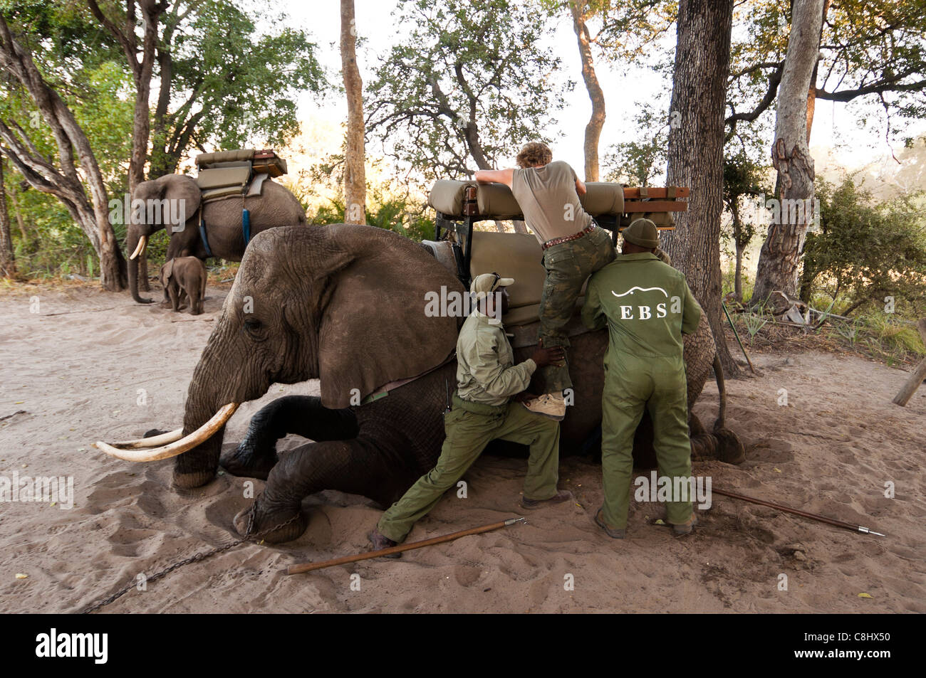 Elephant back safari, Abu Camp, Okavango Delta, Botswana Stock Photo ...