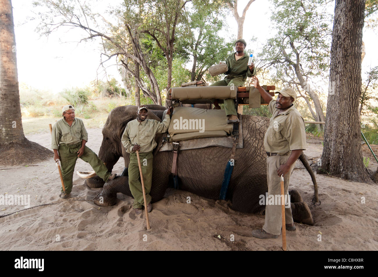 Elephant back safari, Abu Camp, Okavango Delta, Botswana Stock Photo ...