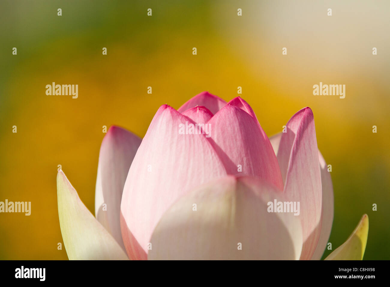 Close-up of opening lotus flower Stock Photo - Alamy