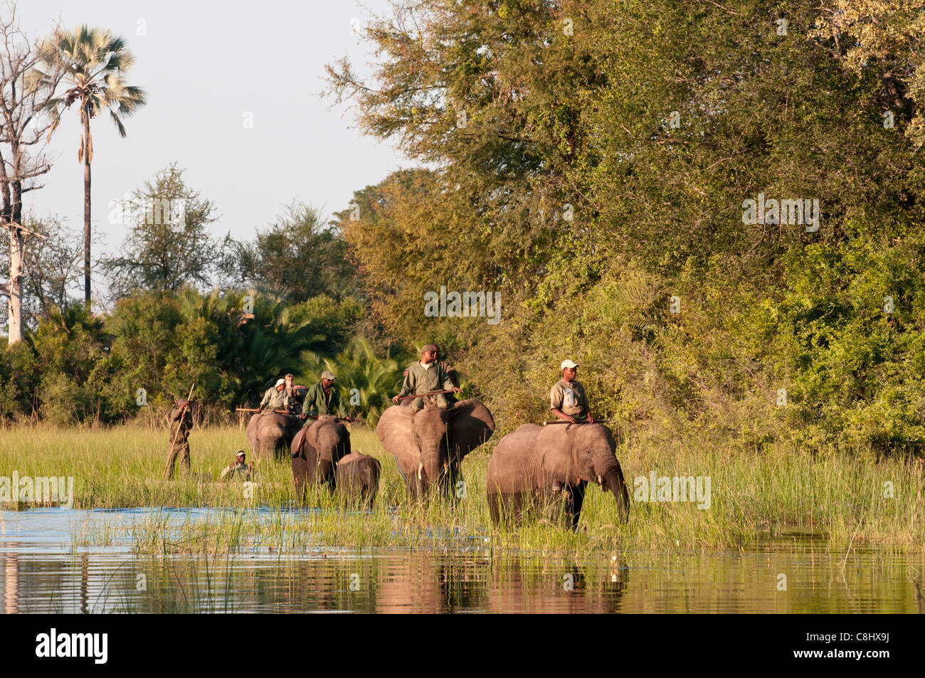 Elephant back safari, Abu Camp, Okavango Delta, Botswana Stock Photo ...