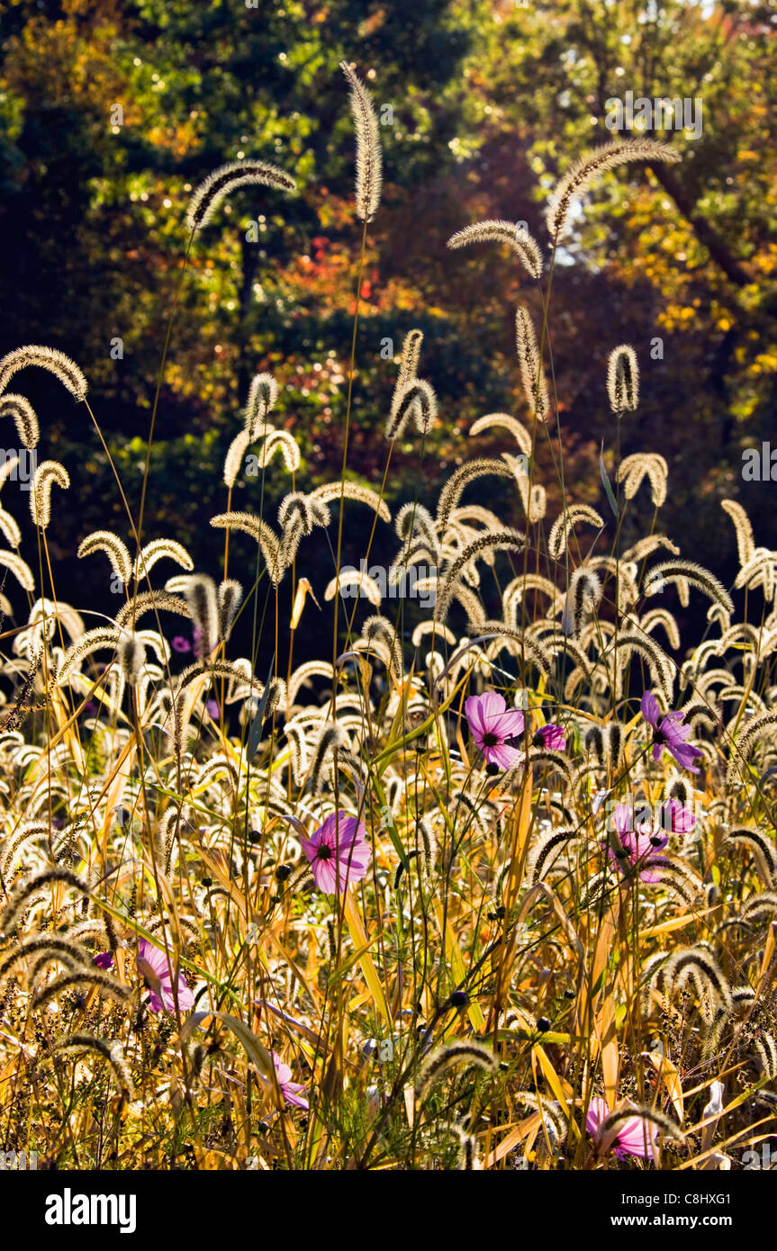 Midwestern wildflowers High Resolution Stock Photography and Images - Alamy