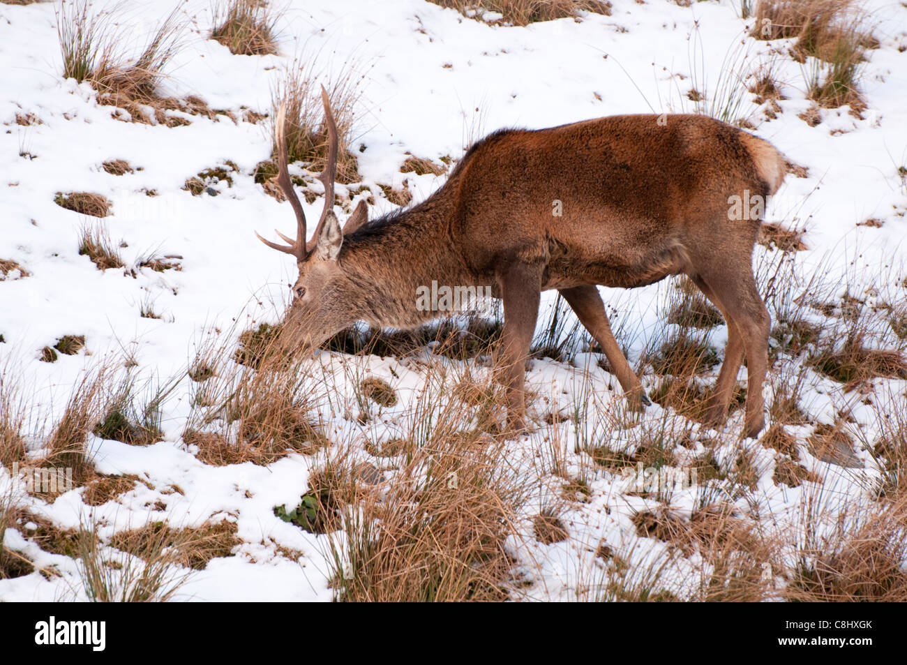 Scottish red deer in snow Stock Photo - Alamy