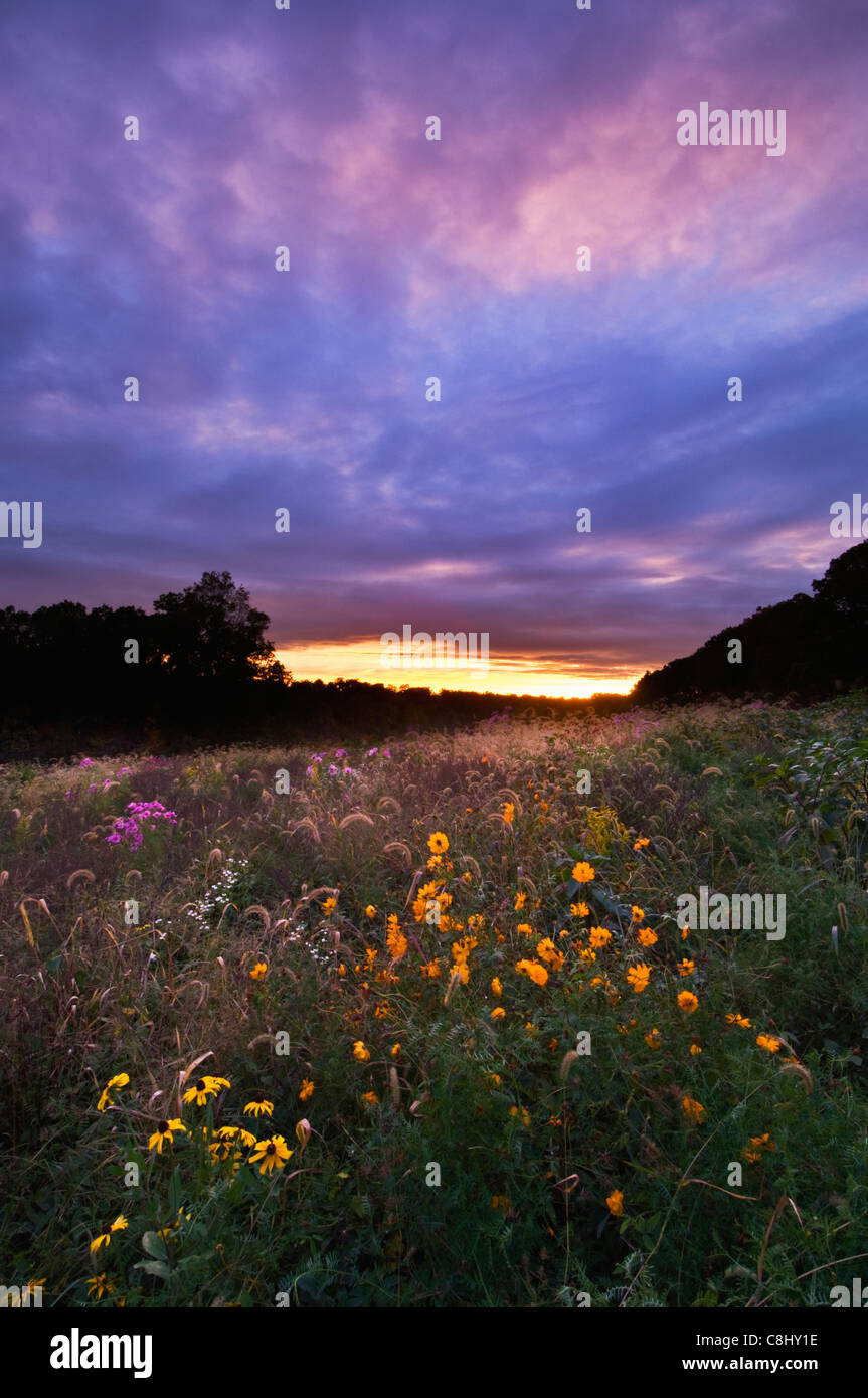 Midwestern wildflowers hi-res stock photography and images - Alamy