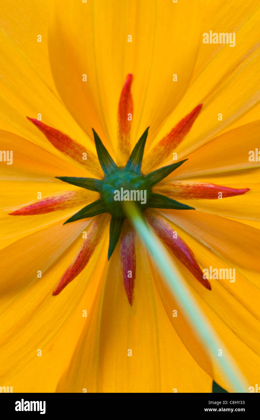 Close-up of the Backside of a Cosmos Flower Stock Photo - Alamy