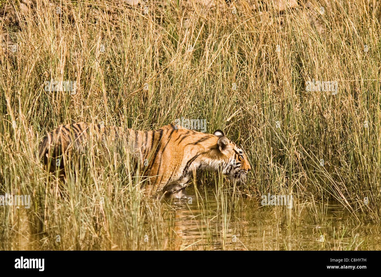 Bengal Tiger Stalking Stock Photos & Bengal Tiger Stalking Stock Images ...