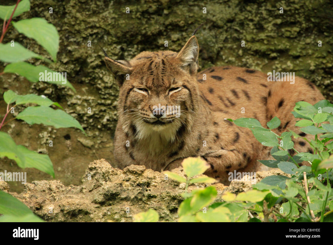 European lynx lynx lynx hi-res stock photography and images - Alamy
