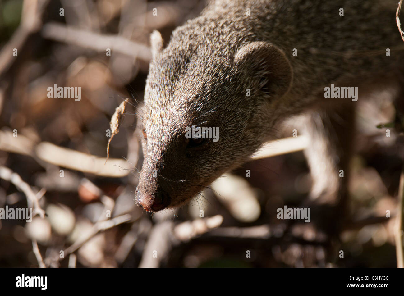 Banded mongoose (Mungos mungo), Okavango Delta, Botswana Stock Photo ...