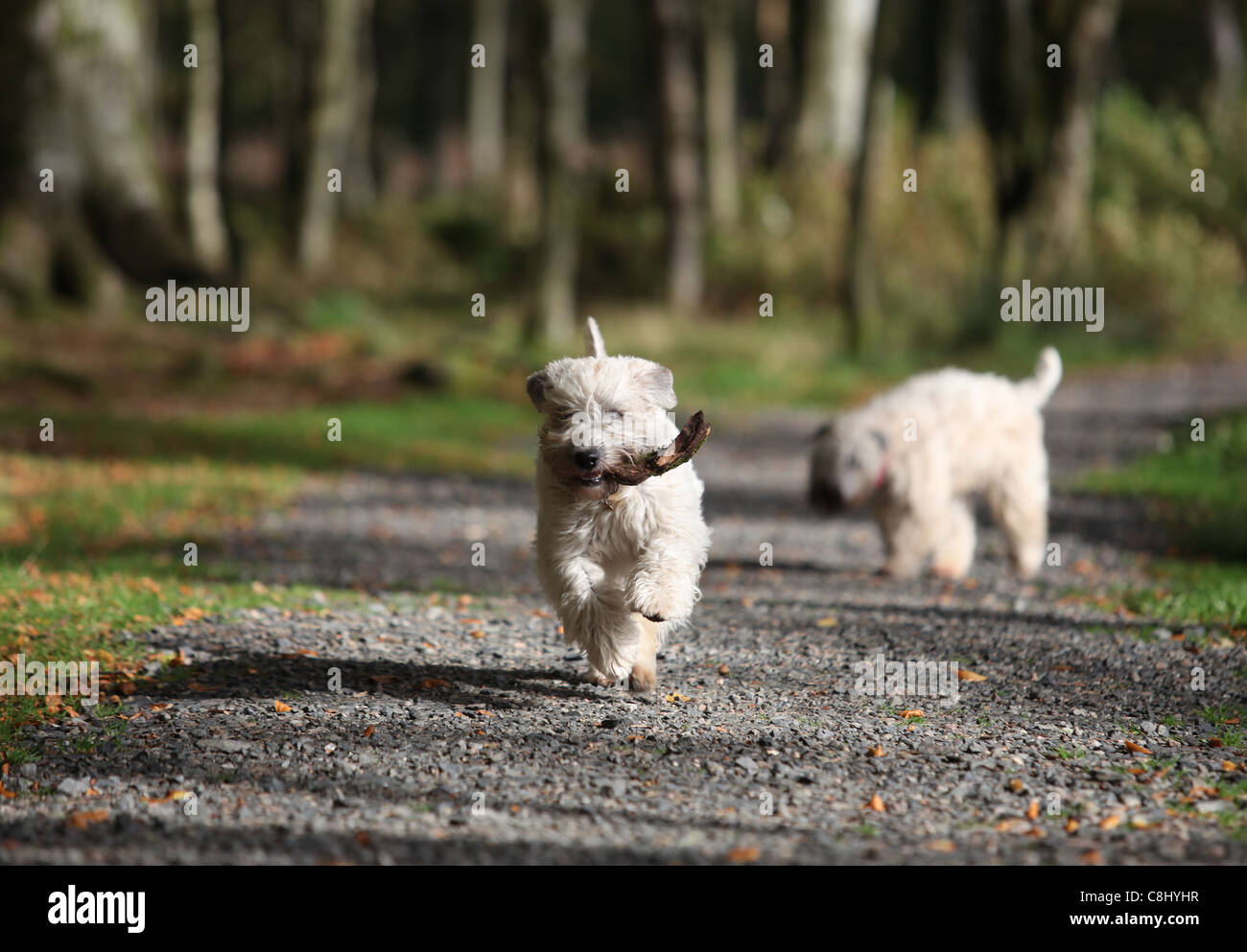 Why Do Dogs Like Chasing Sticks