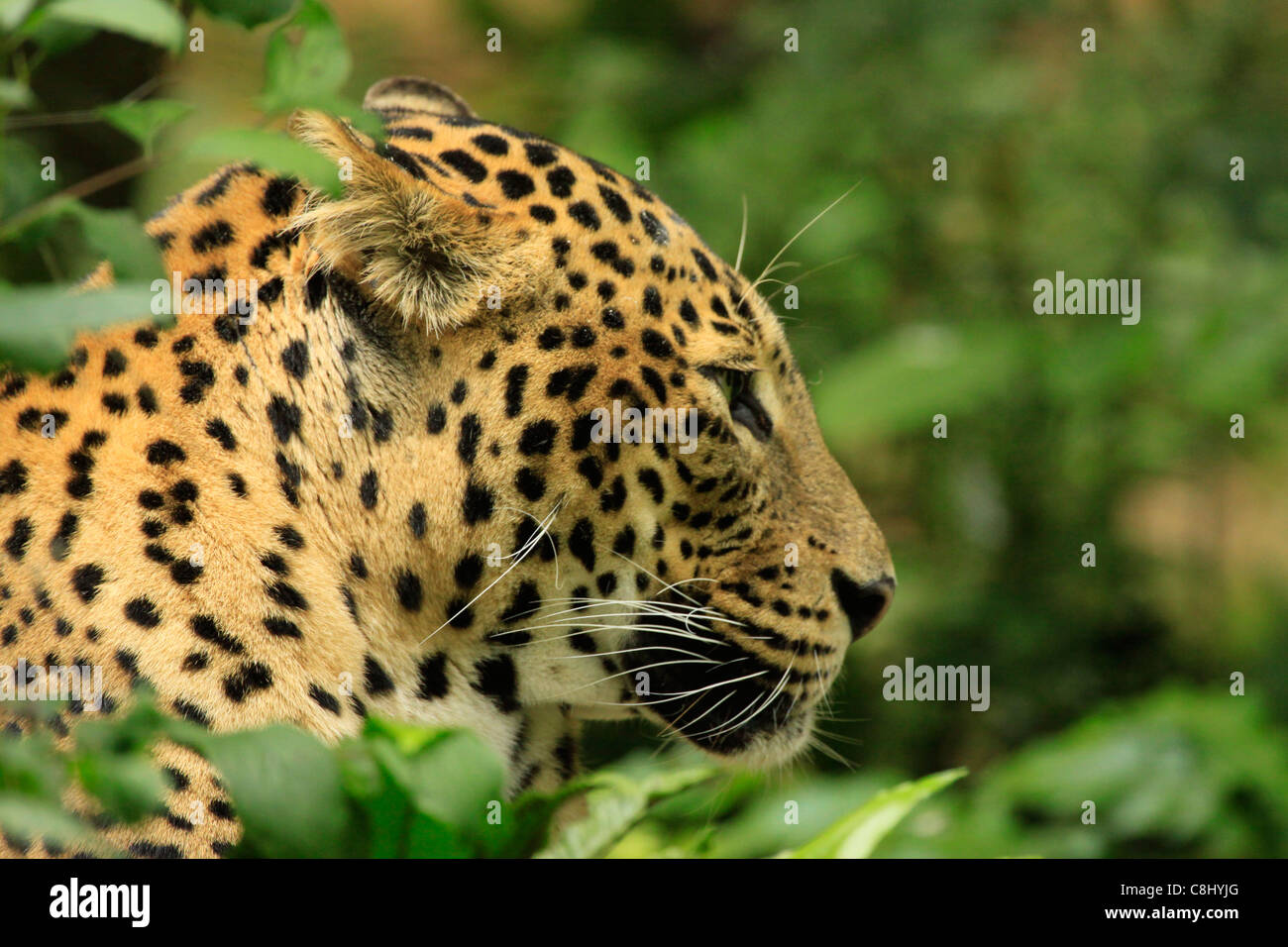 Leopard whiskers hi-res stock photography and images - Alamy