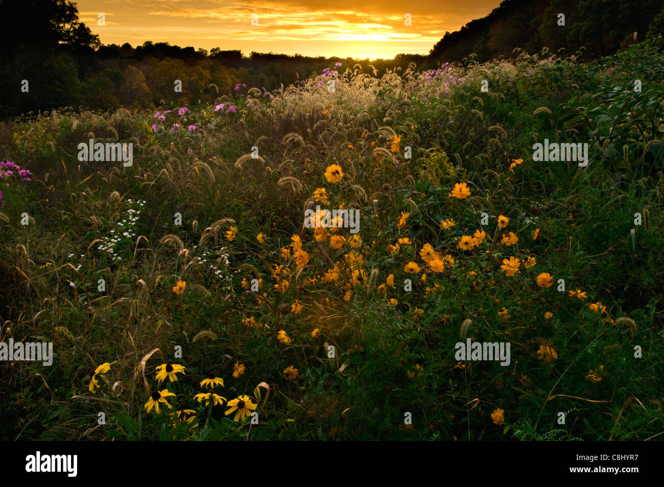 Midwestern wildflowers hi-res stock photography and images - Alamy