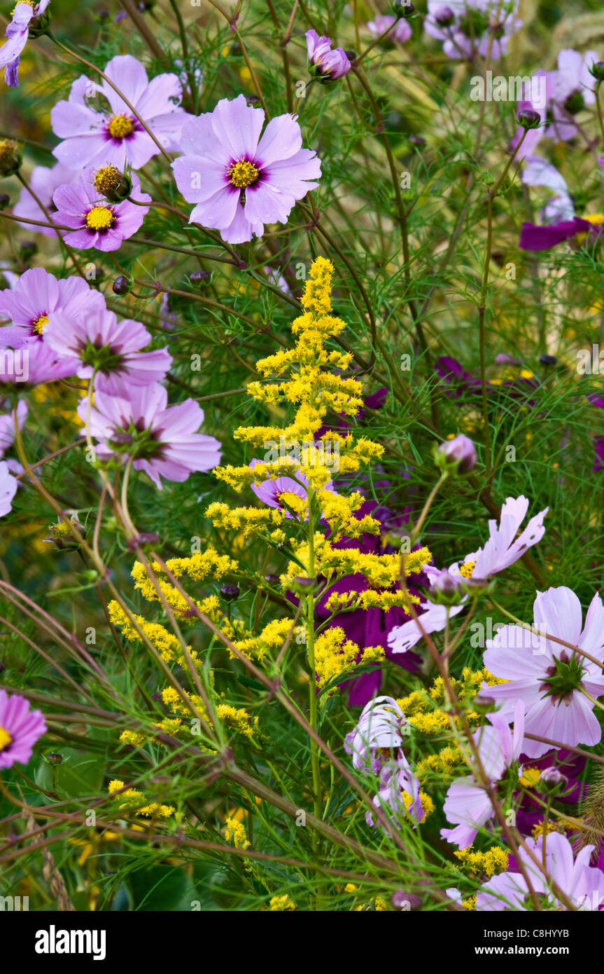 Golden cosmos hi-res stock photography and images - Alamy