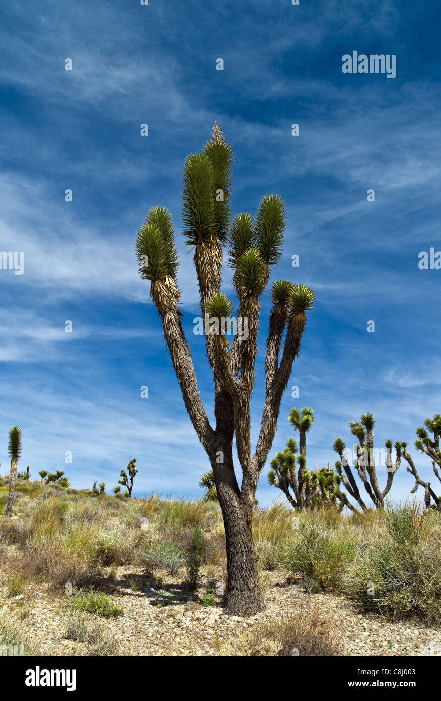 Joshua tree route 66 hi-res stock photography and images - Alamy
