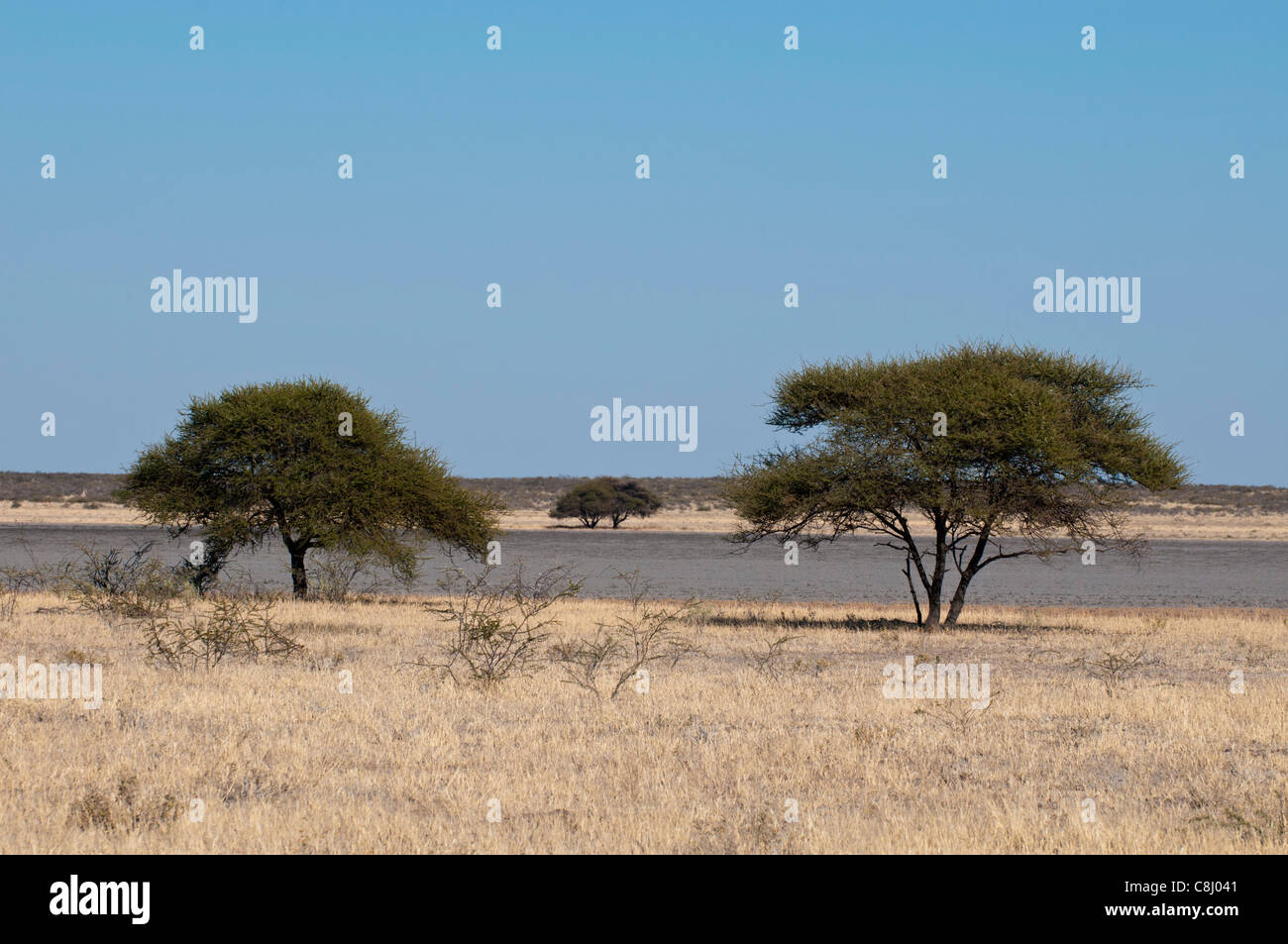 Deception Valley, Central Kalahari Game Reserve, Botswana Stock Photo ...