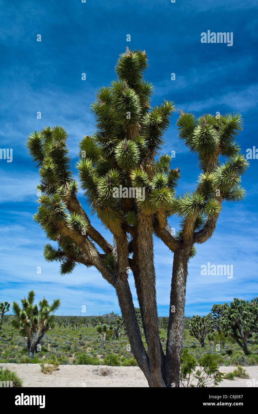 U.S.A. California, the Joshua trees in the Mojave National Reserve near ...