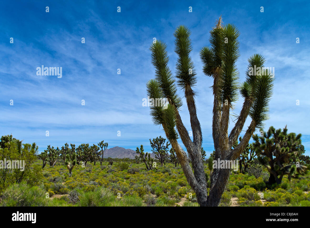 U.S.A. California, the Joshua trees in the Mojave National Reserve near ...