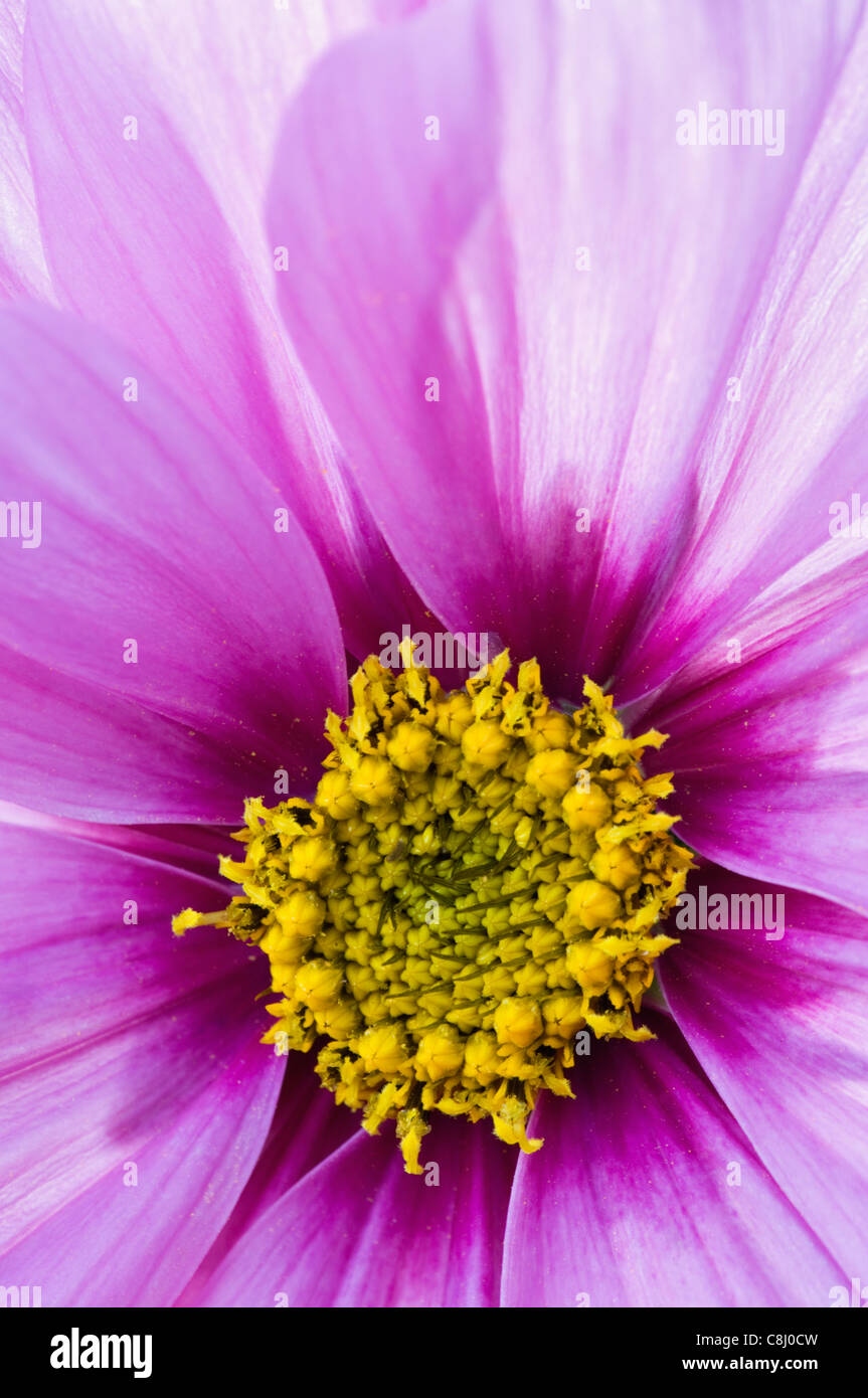 Close-up of a Cosmos Flower Stock Photo - Alamy