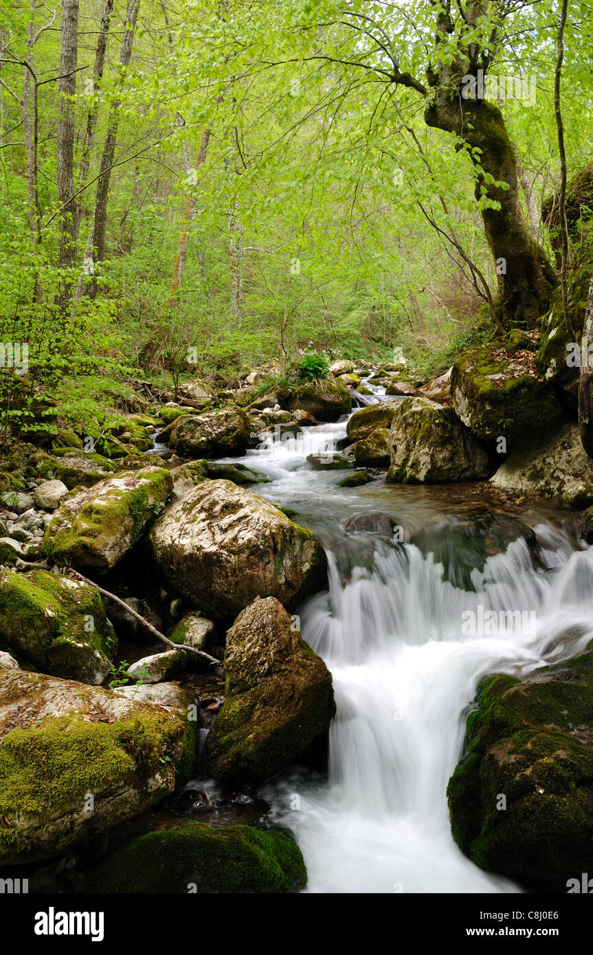 Wild stream between stones in green forest landscape Stock Photo - Alamy