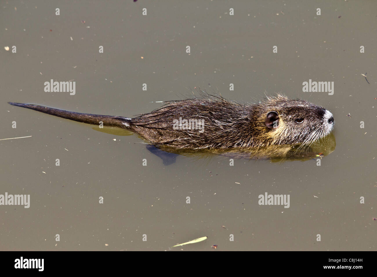 Invasive animal species hi-res stock photography and images - Alamy