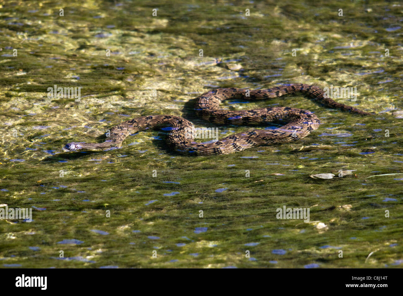 aquatic, Diamondback water snake, Duck Creek, harmless, water snake ...