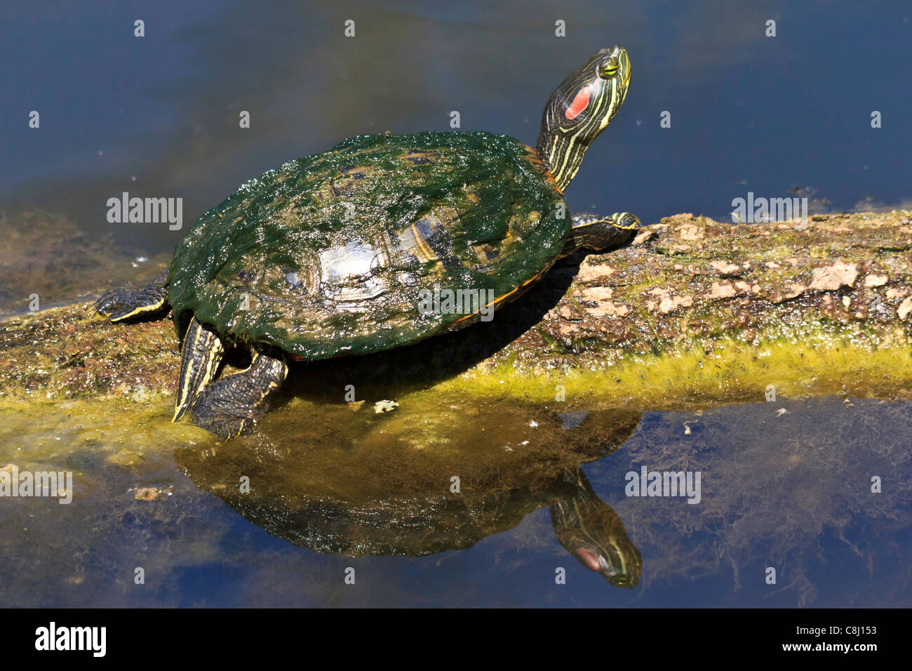 Red-eared Slider, Texas aquatic turtle, turtle, log, in swamp, animal ...