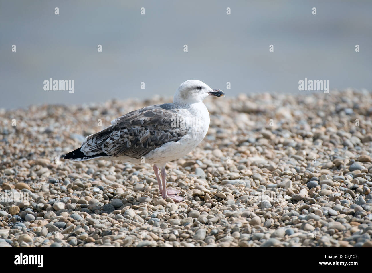 2nd winter Black-backed gull Stock Photo - Alamy