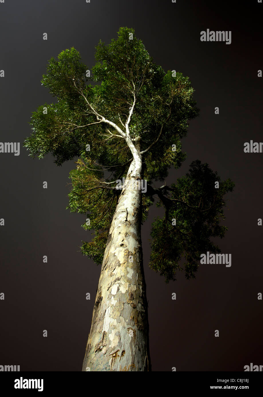 A Beech Tree illuminated by ambient light Stock Photo - Alamy