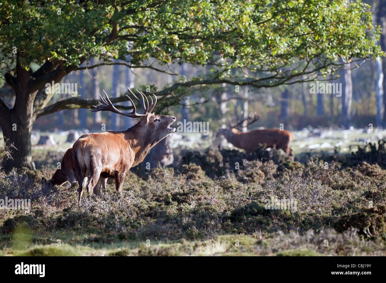 Roaring during the rut hi-res stock photography and images - Alamy