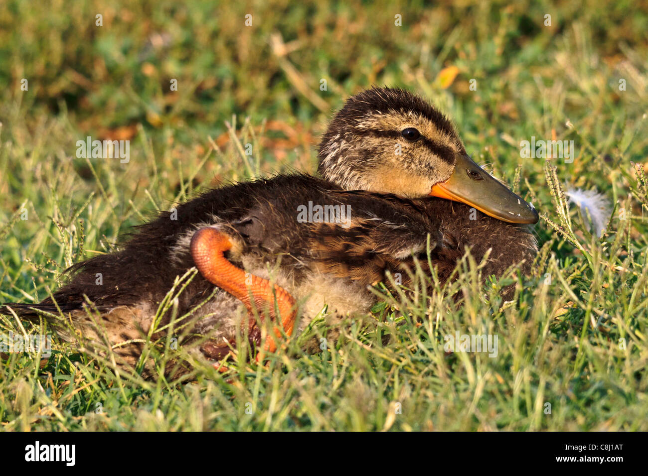 Texas duckling hi-res stock photography and images - Alamy