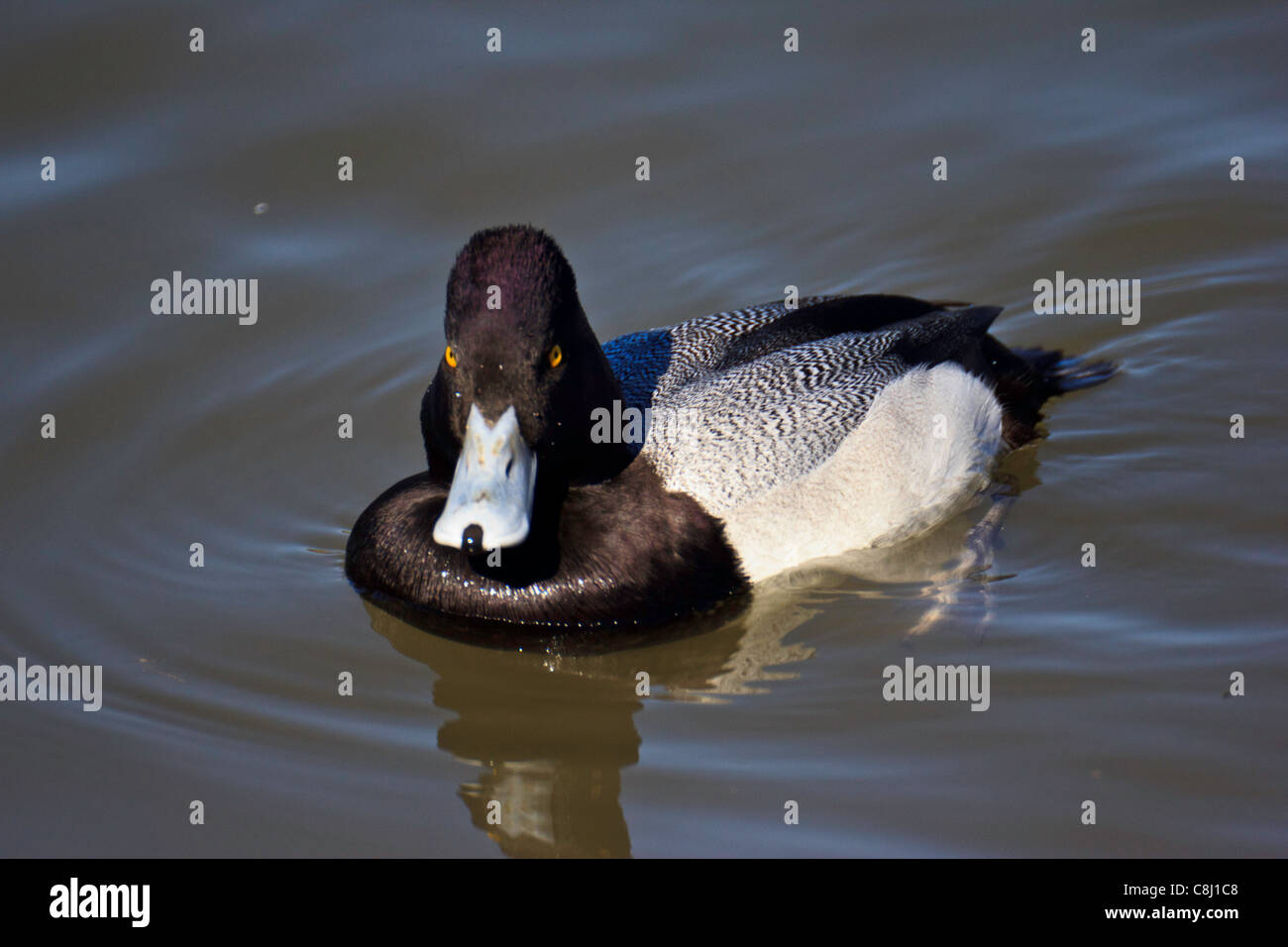 Aythya affinis, Broadbill, ducks, Lesser Scaup, Little Bluebill, male ...