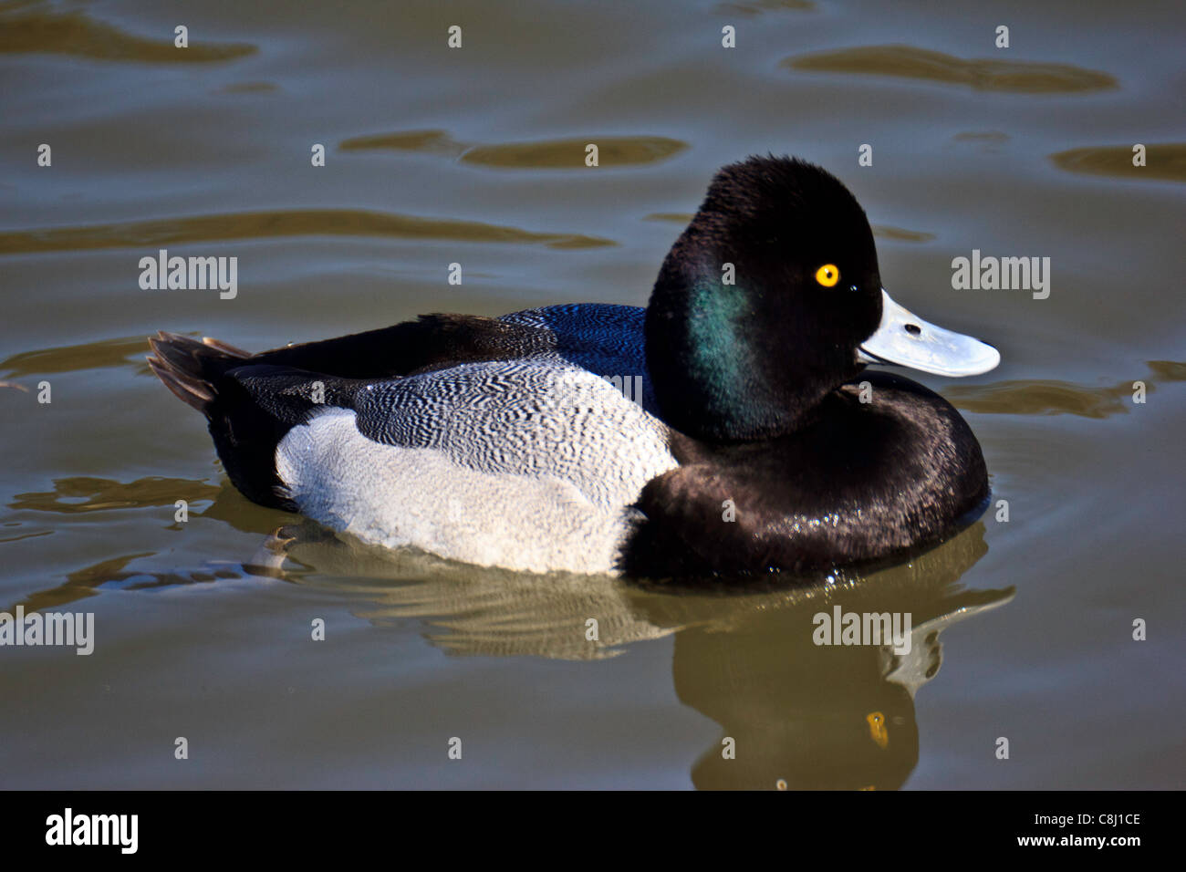 Aythya affinis, Broadbill, ducks, Lesser Scaup, Little Bluebill, male ...