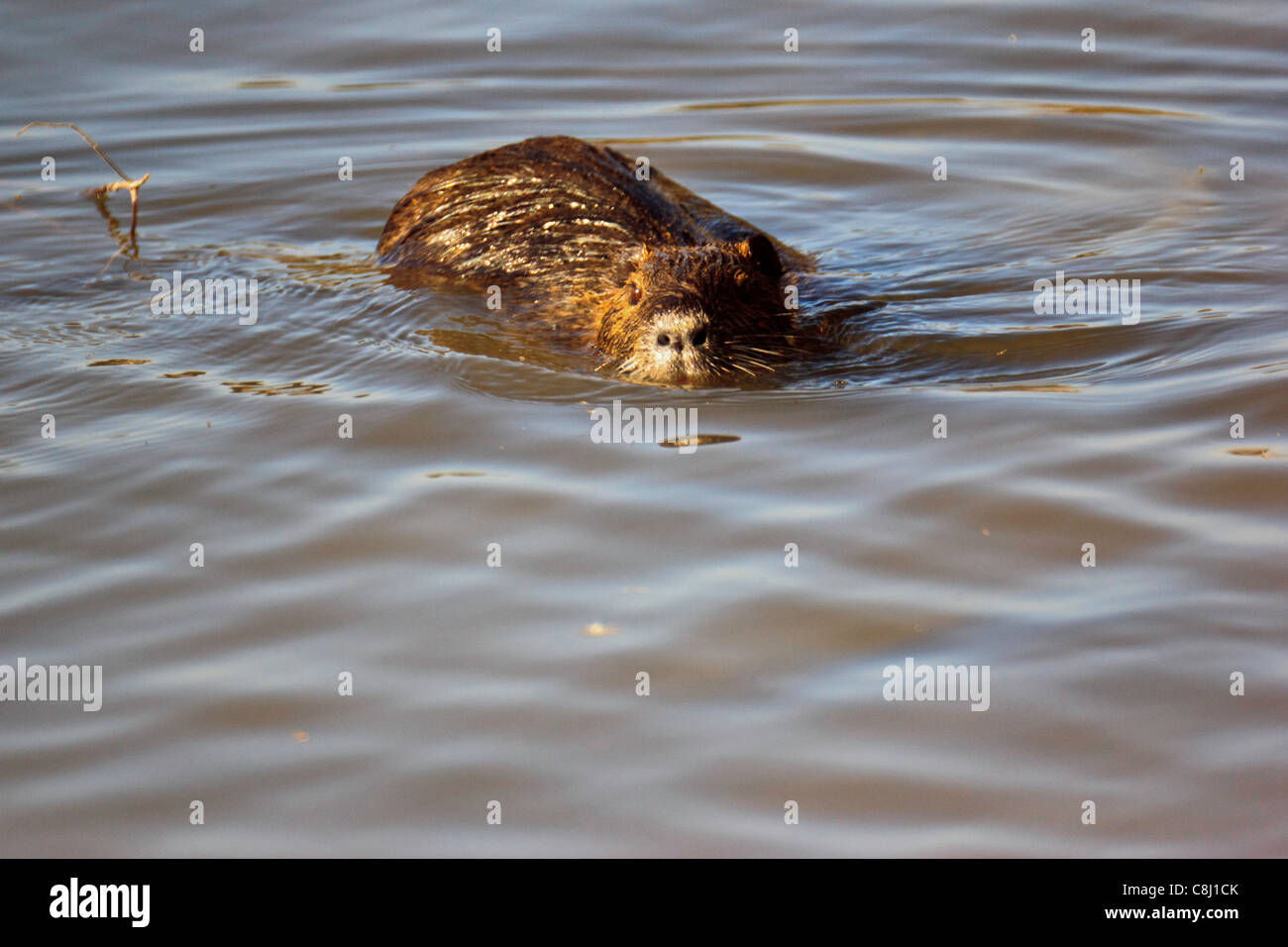Chisholm Trail Park, Coypu, herbivorous, invasive species, Mapudungun ...