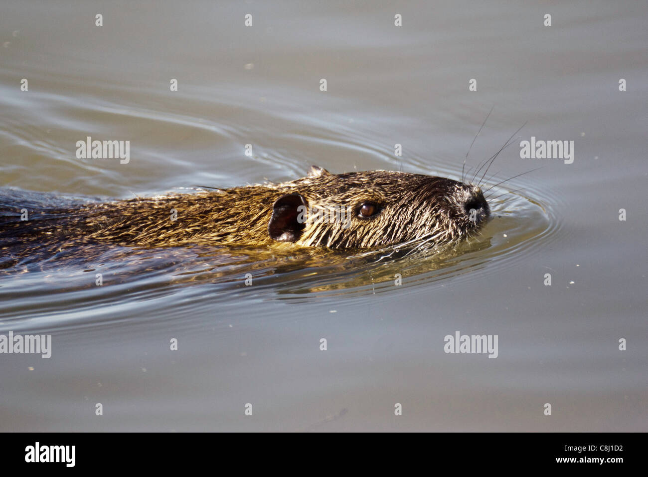 Chisholm Trail Park, Coypu, herbivorous, invasive species, Mapudungun ...